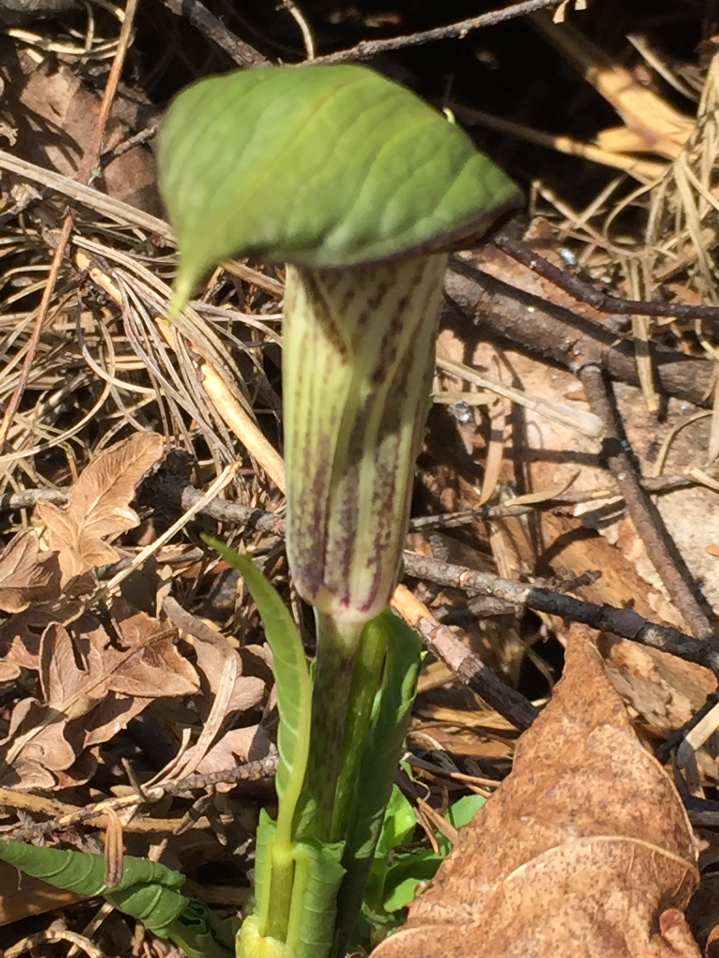 Seven Plants Botanical Teachings | Sweet Fern Apothecary | Washburn, Wi