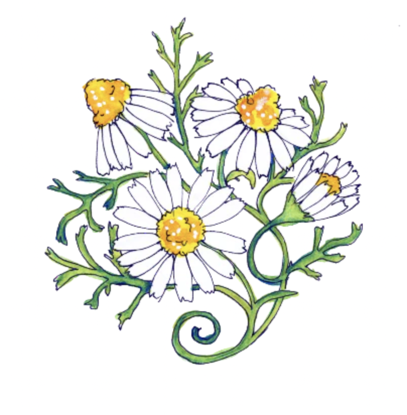 Chamomile Flower Tattoo